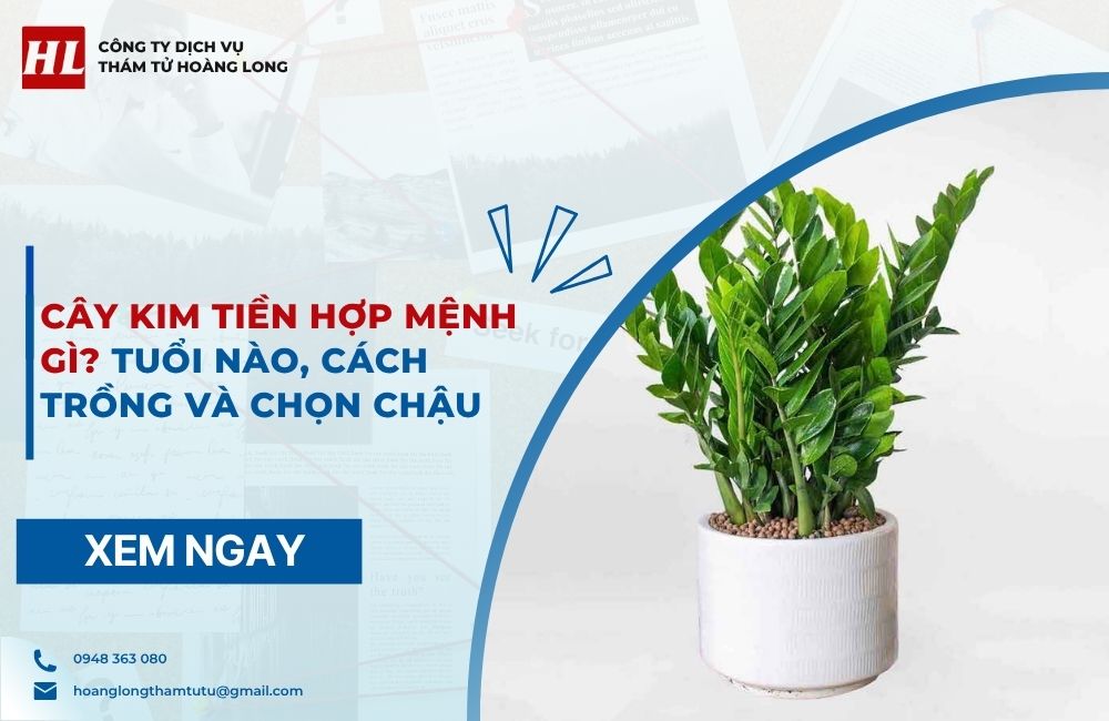 Cây kim tiền hợp mệnh gì? Tuổi nào, cách trồng và chọn chậu